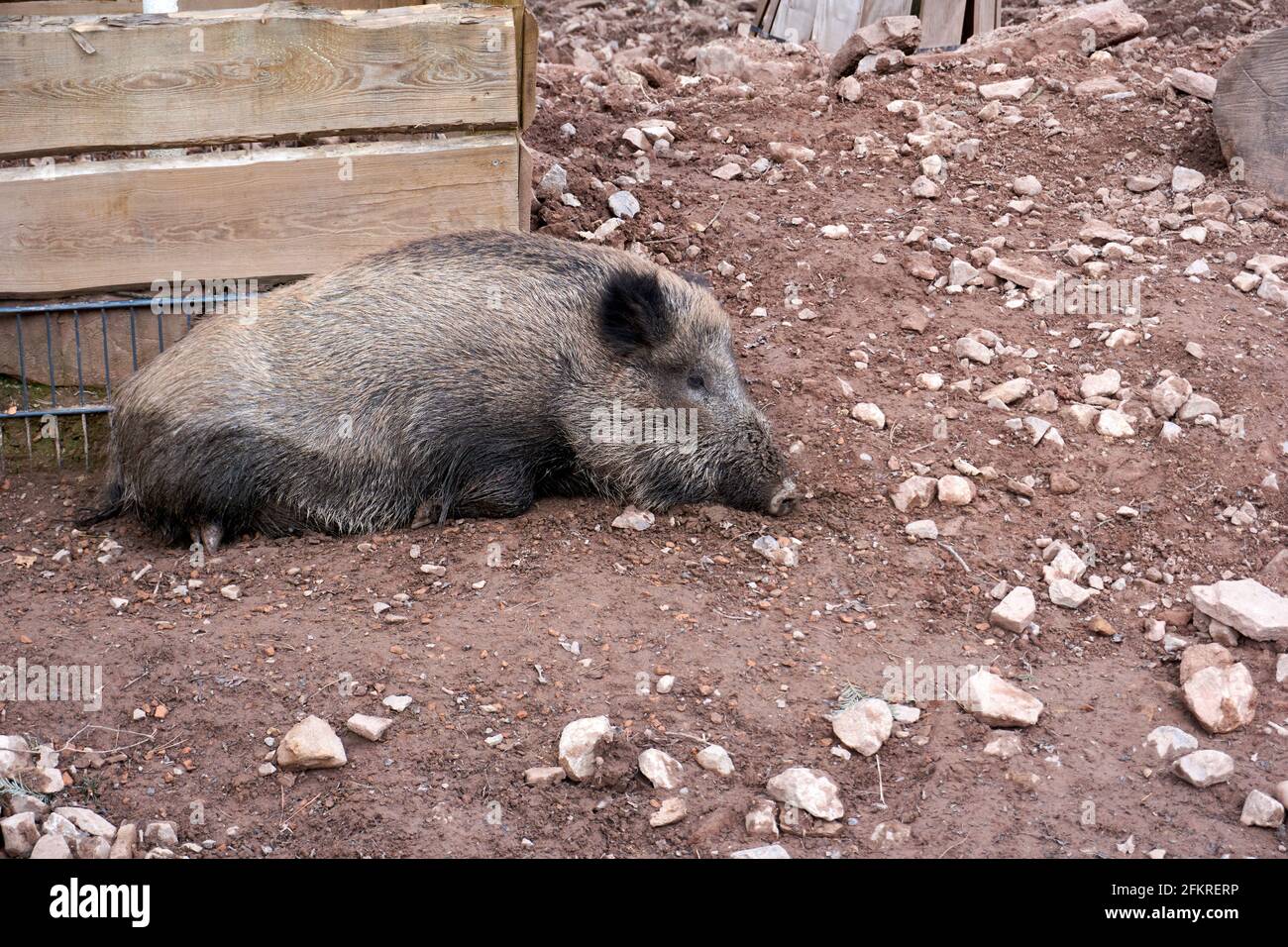 Wild boar lying on the ground in an autumn forest Stock Photo - Alamy