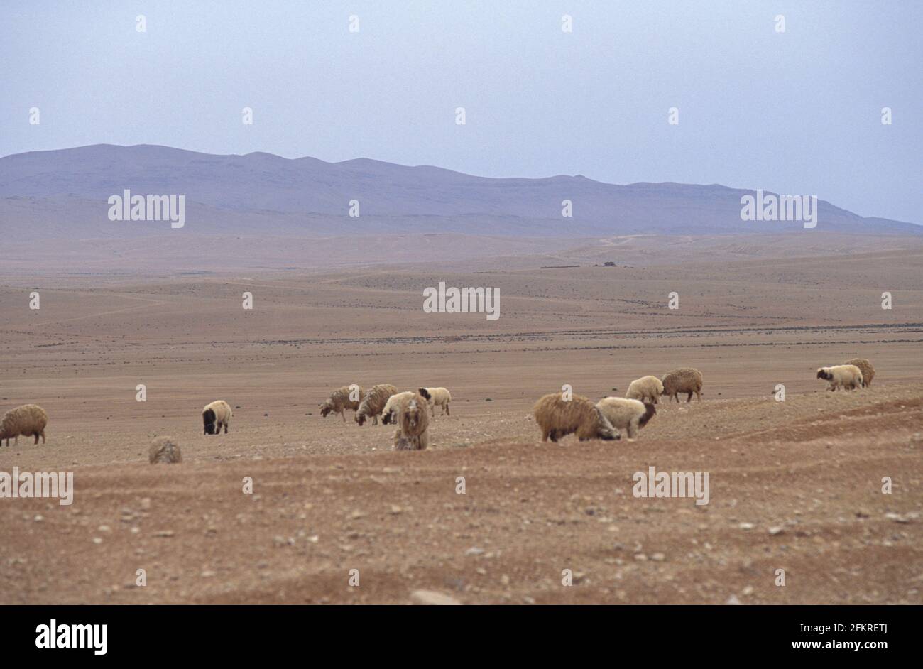 Shepherd and flock of sheep in arid fields, Syria Stock Photo - Alamy