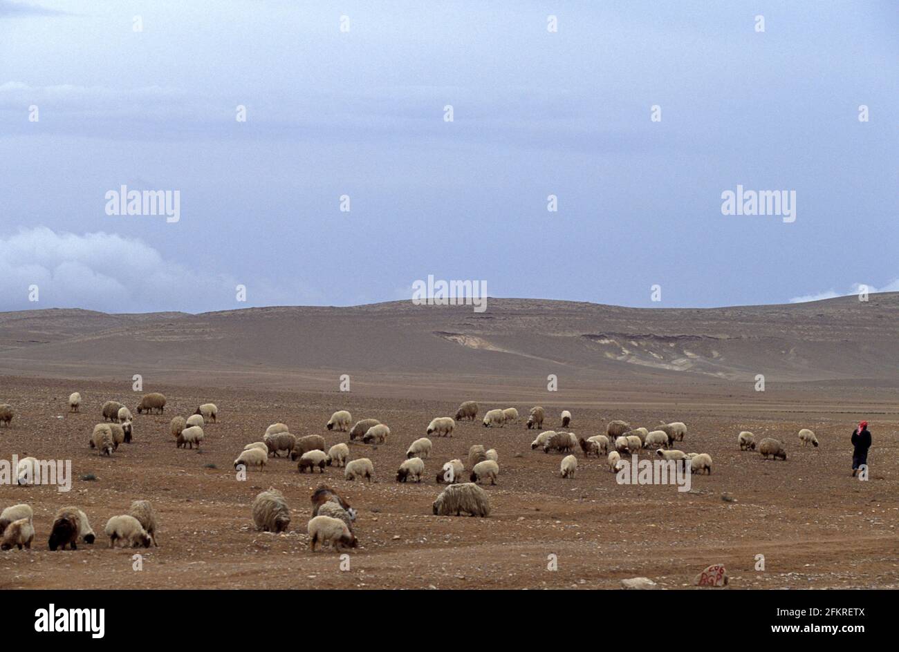Shepherd and flock of sheep in arid fields, Syria Stock Photo - Alamy
