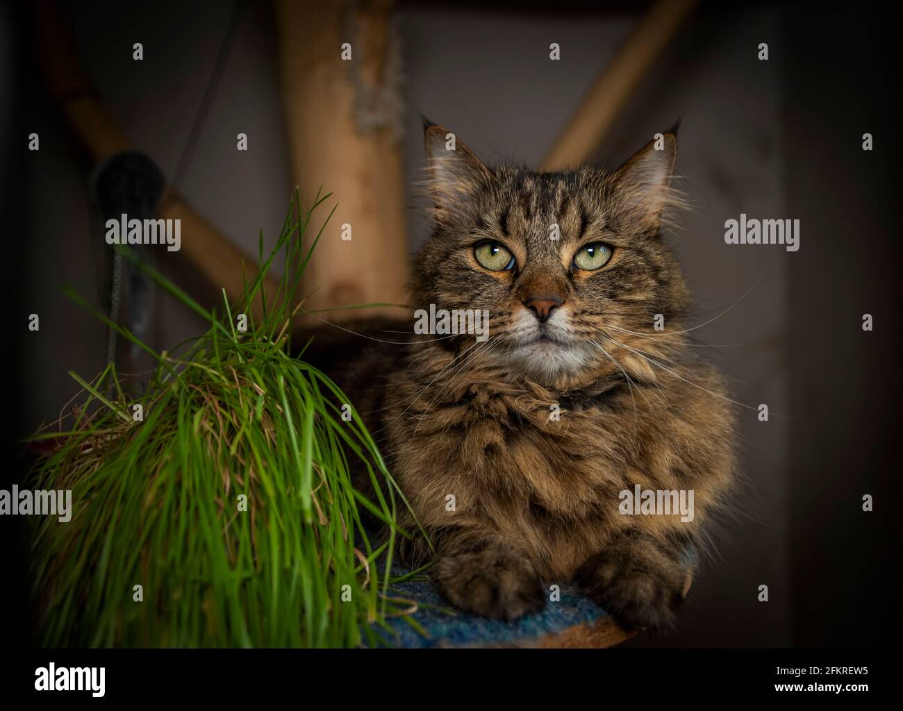 Tabby cat with green eyes on handmade indoor tree with green cat grass ...