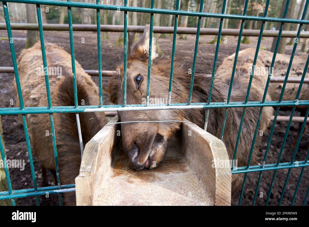 Cute wapiti deer looking through a feeding ramp Stock Photo - Alamy