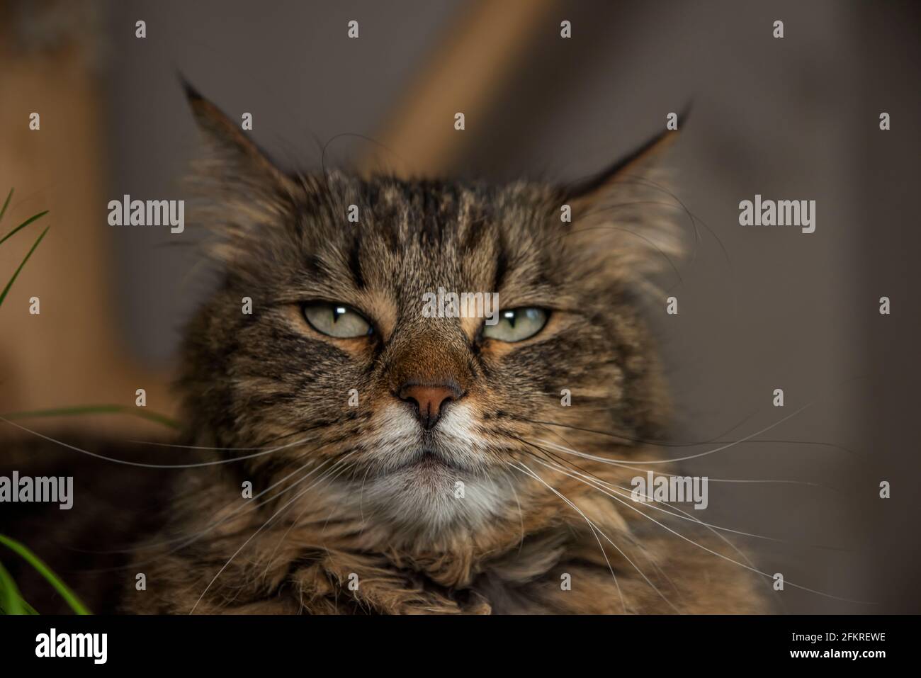Tabby cat with green eyes on handmade indoor tree with green cat grass ...