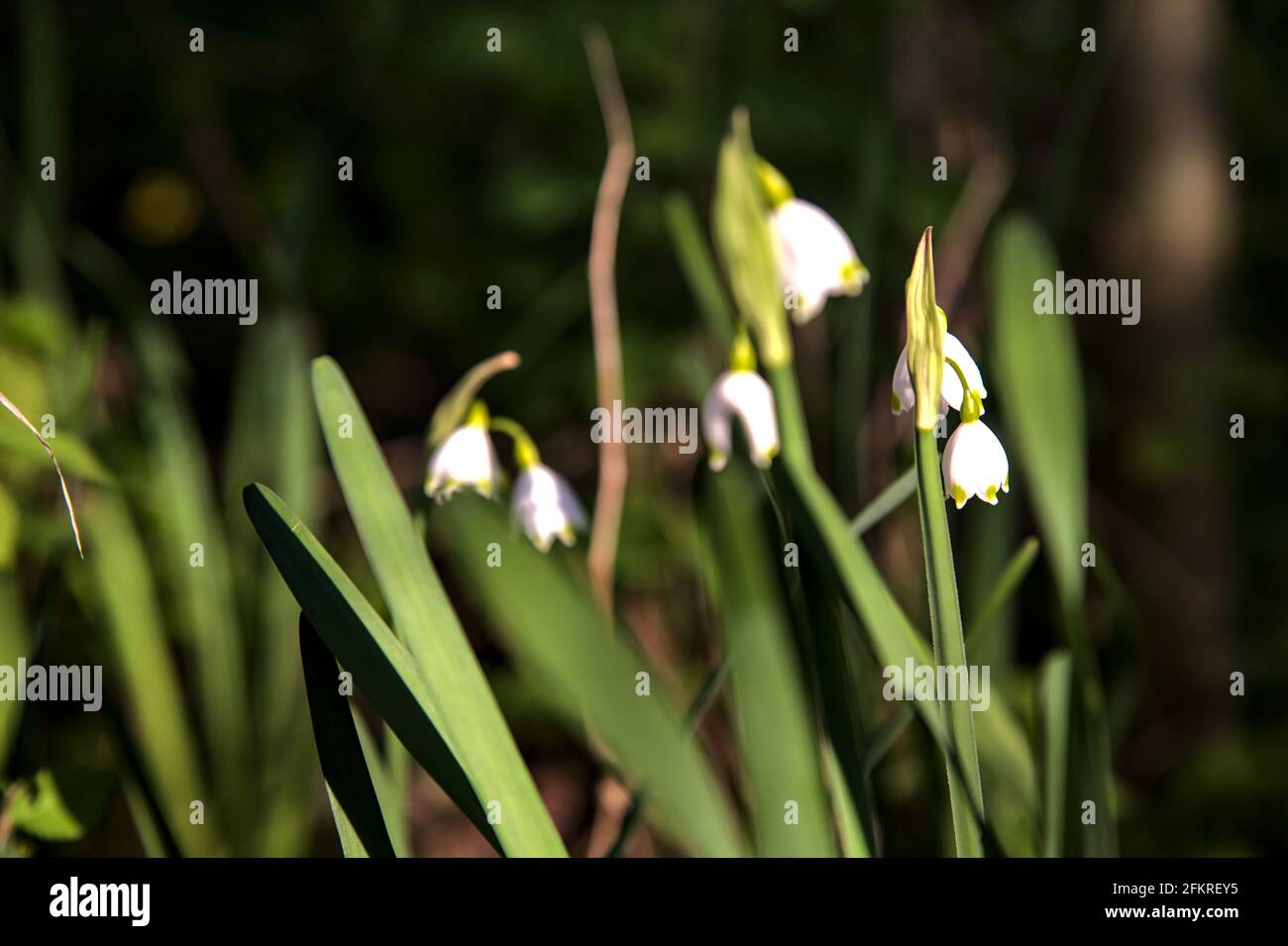 Summer snowflake in the shade Stock Photo - Alamy