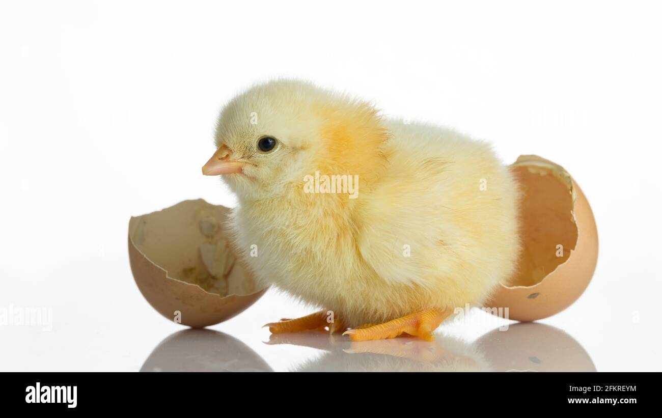Newborn chicks hi-res stock photography and images - Alamy