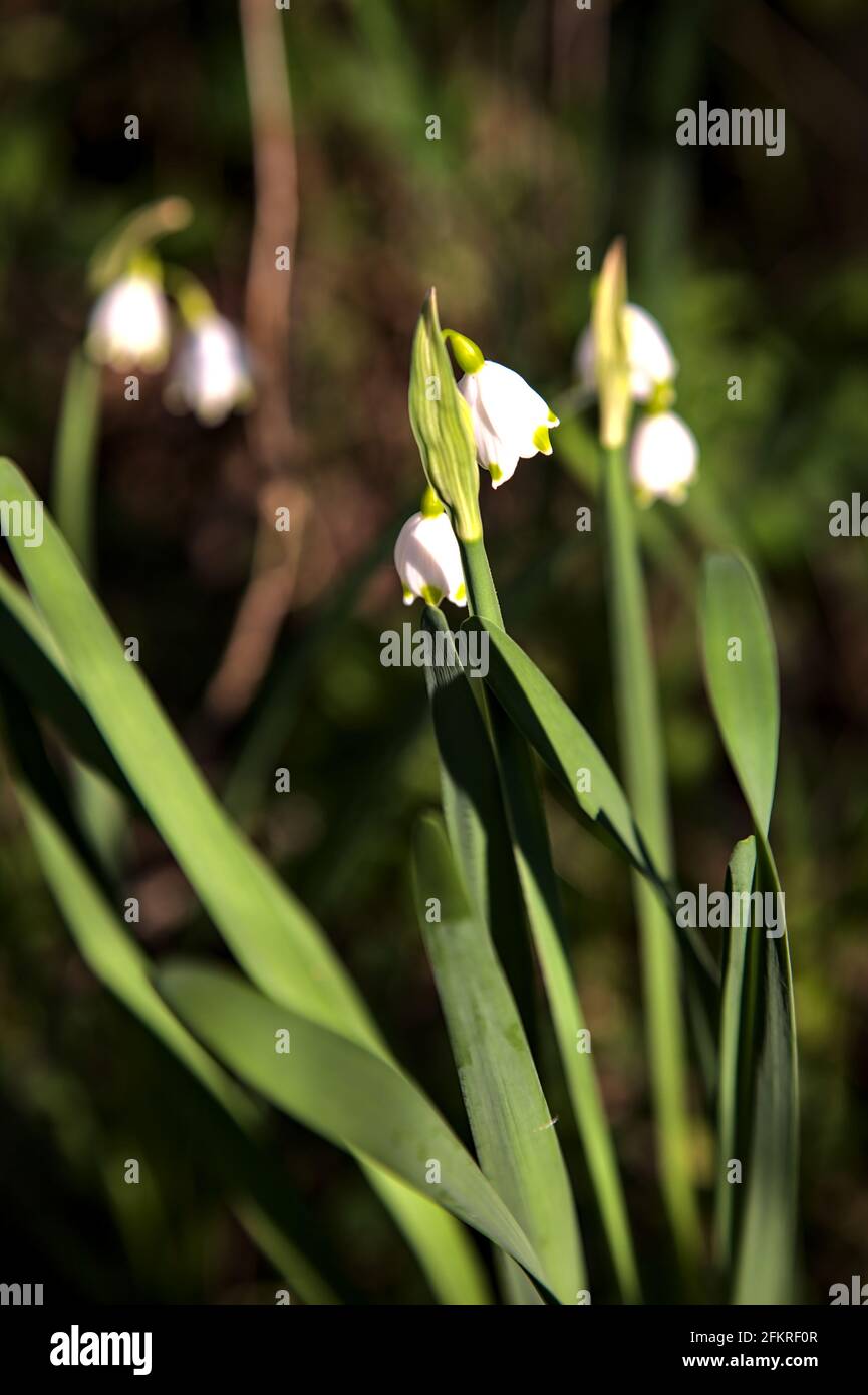 Summer snowflake in the shade Stock Photo - Alamy