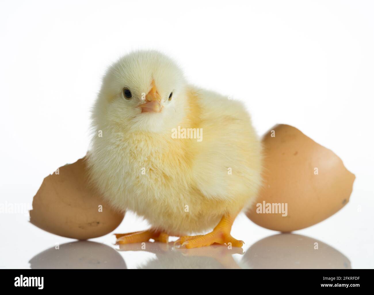 Newborn chicks and broken egg shells on white table Stock Photo - Alamy
