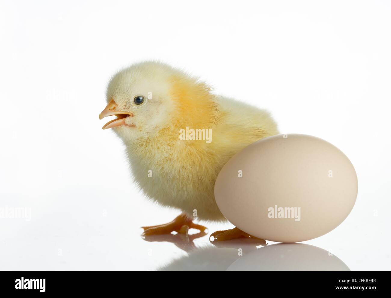 Poultry Hen Chick Hatching High Resolution Stock Photography and Images ...