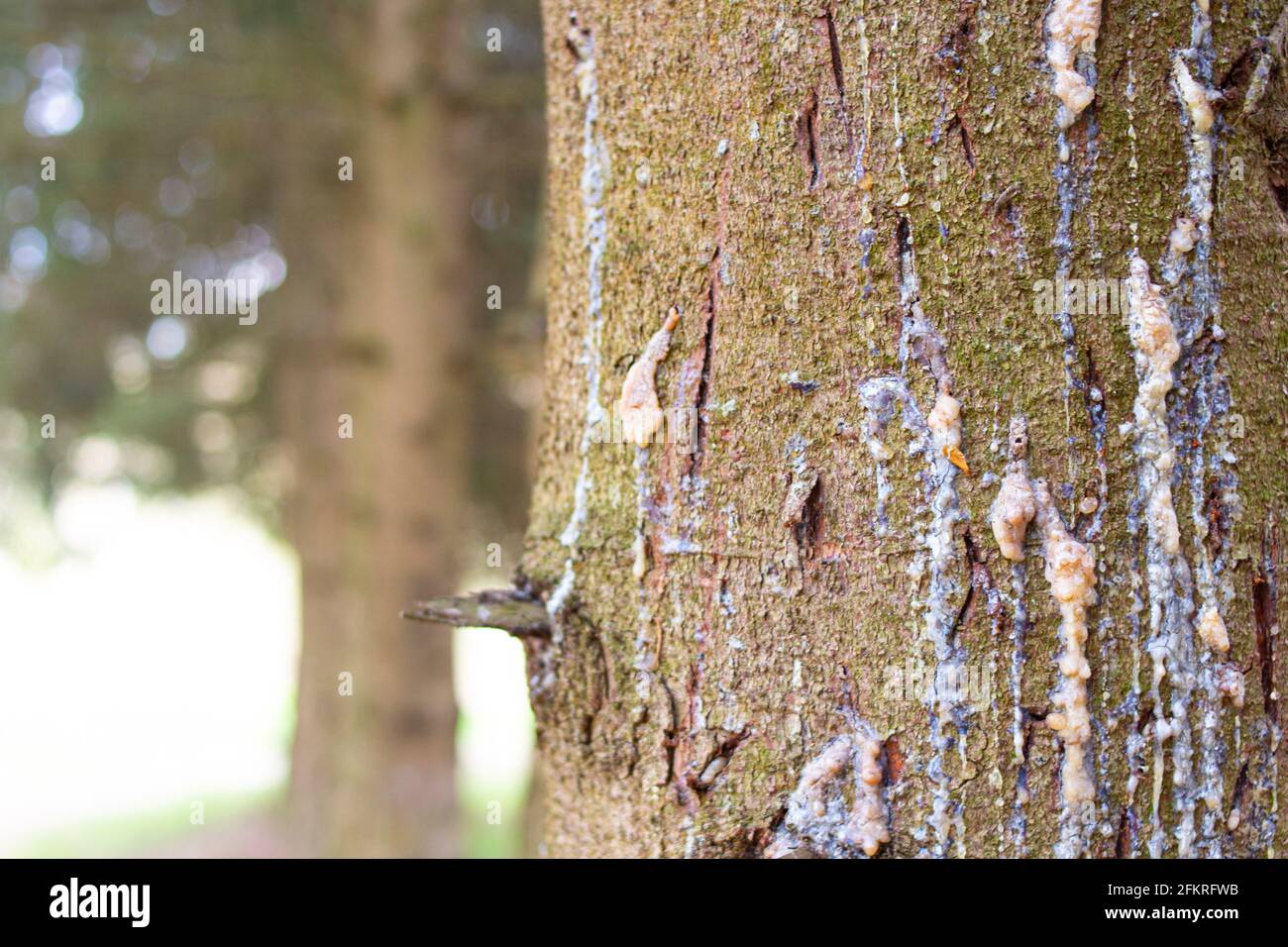 resin on the tree trunk. Damaged tree in the forest Stock Photo - Alamy