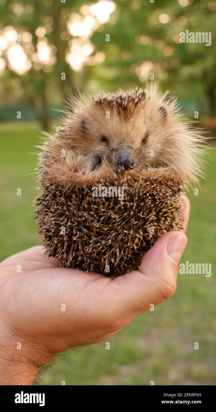 Vallette di Comacchio, FE, Italy, June 2010: A little hedgehog posing ...
