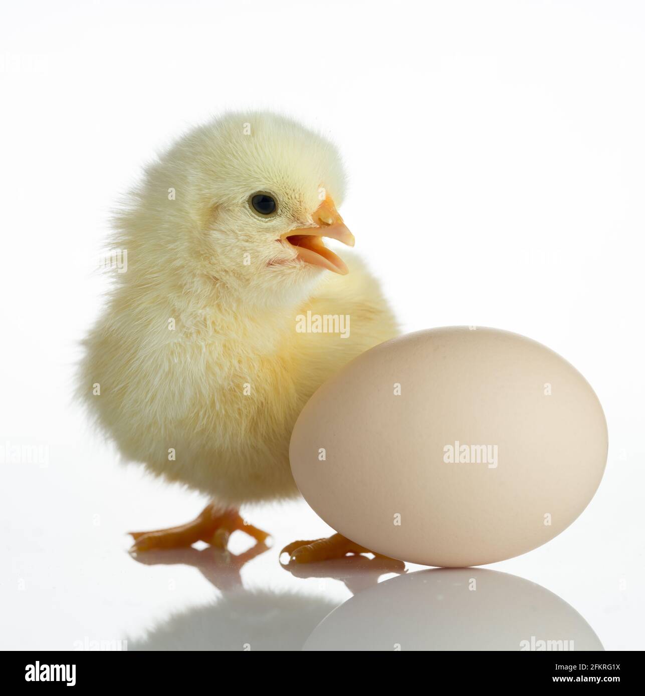 Poultry hen chick hatching hi-res stock photography and images - Alamy