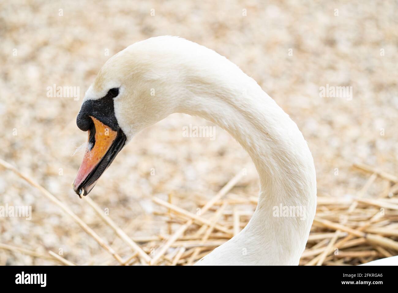 Close-up portrait of mute swan head and neck showing distinctive orange ...