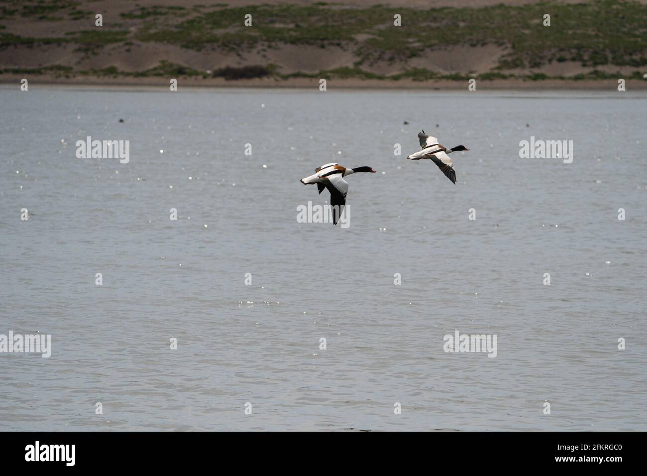 Three shelducks flying in formation over estuary water in Devon Stock ...