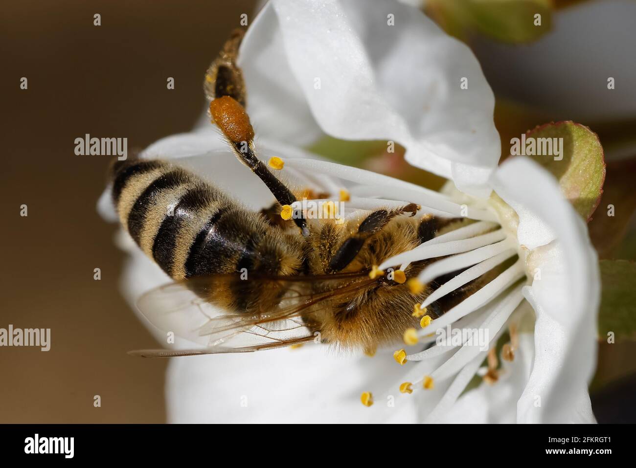 White flower with honey bee hi-res stock photography and images - Alamy