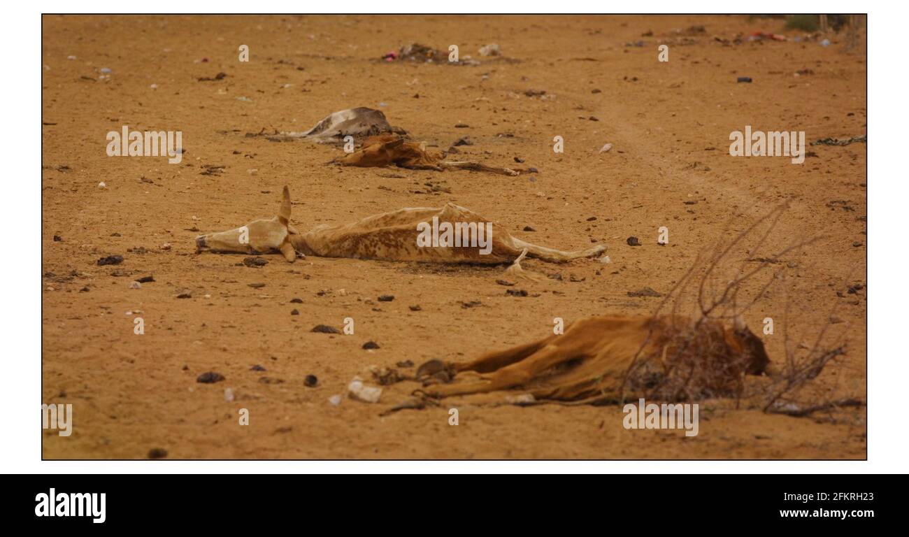 Dead cattle drought Cut Out Stock Images & Pictures - Alamy