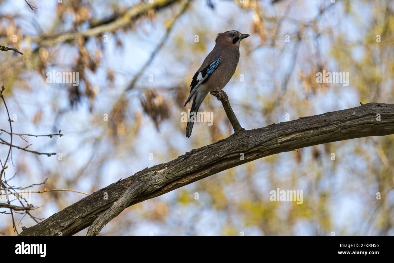 Eurasian jay flying hi-res stock photography and images - Alamy
