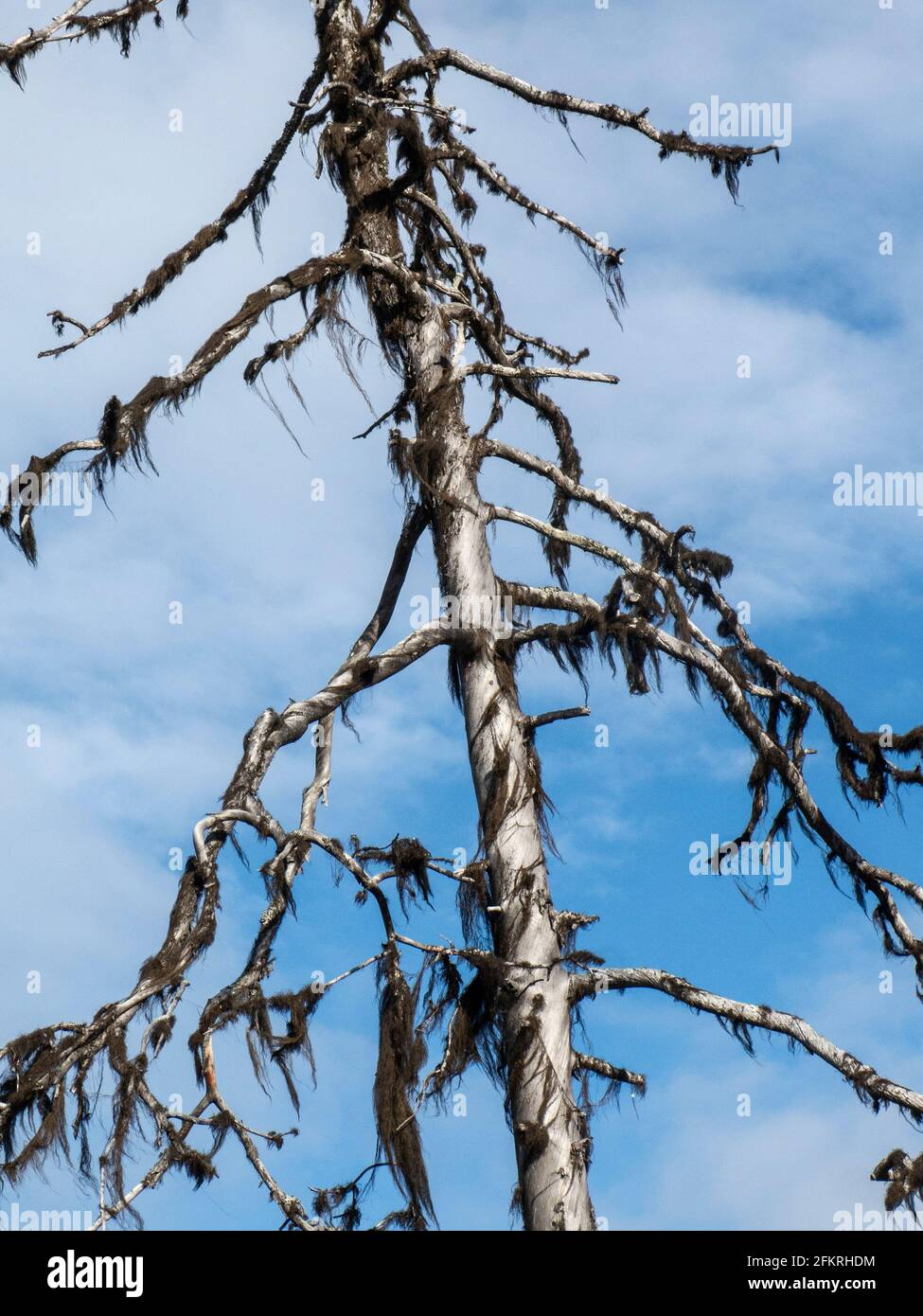 An old fir with lichen Stock Photo - Alamy