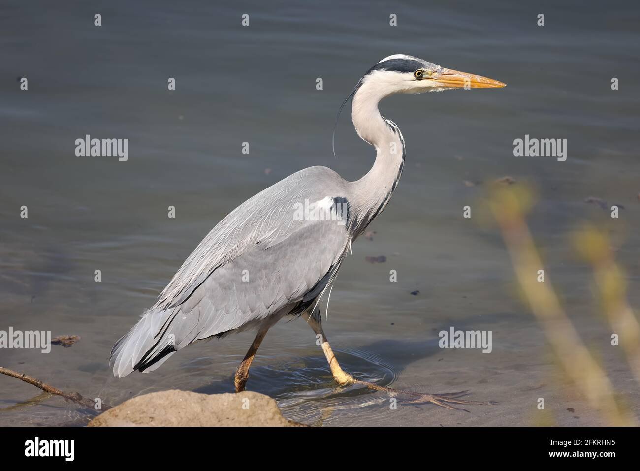 Fish heron at rhine river in Germany Stock Photo - Alamy