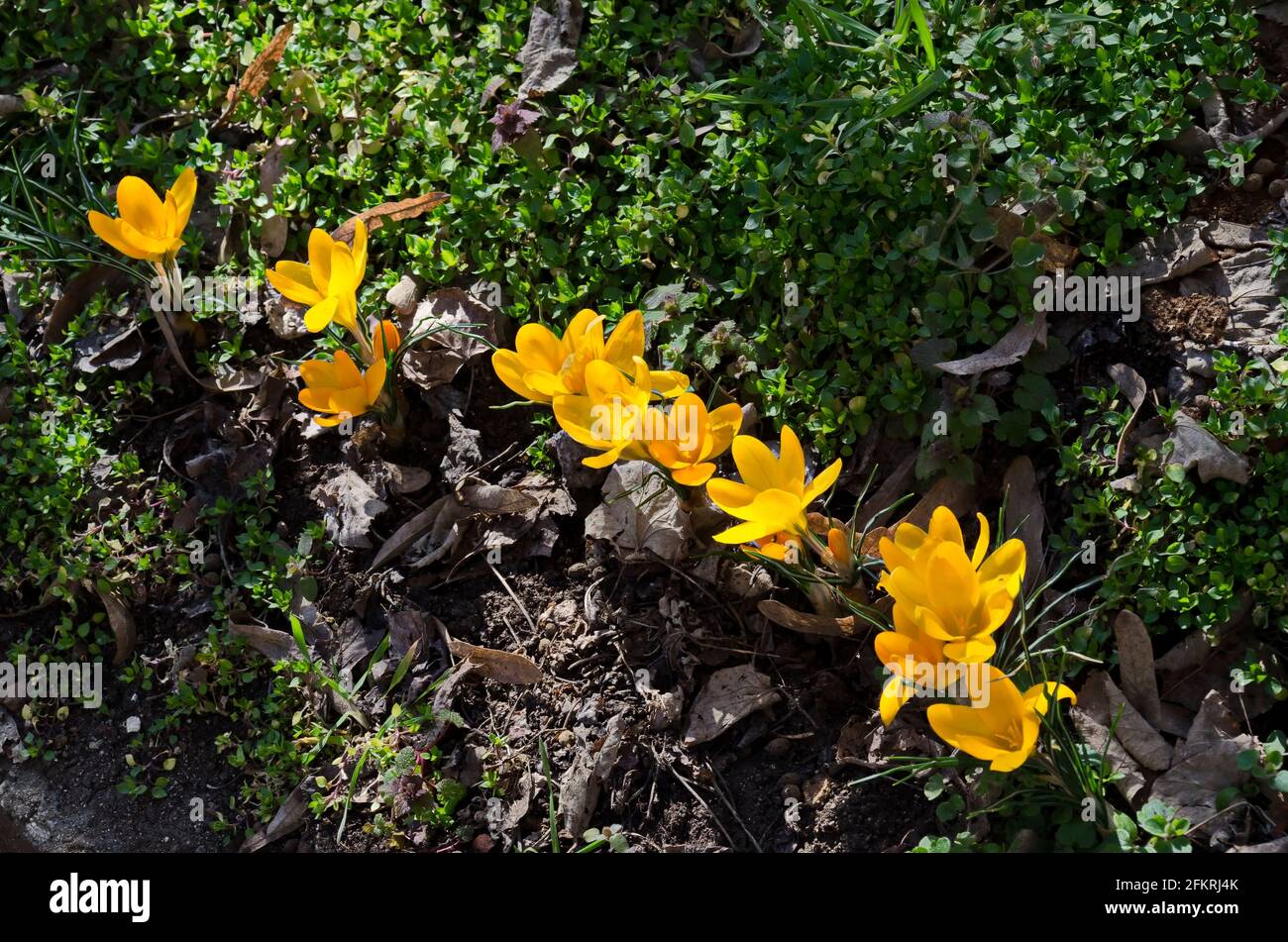 Beautiful spring yellow crocus in the garden, Sofia, Bulgaria Stock ...