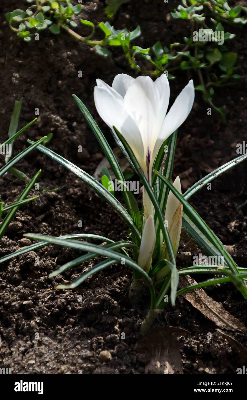 White crocus garden hi-res stock photography and images - Alamy