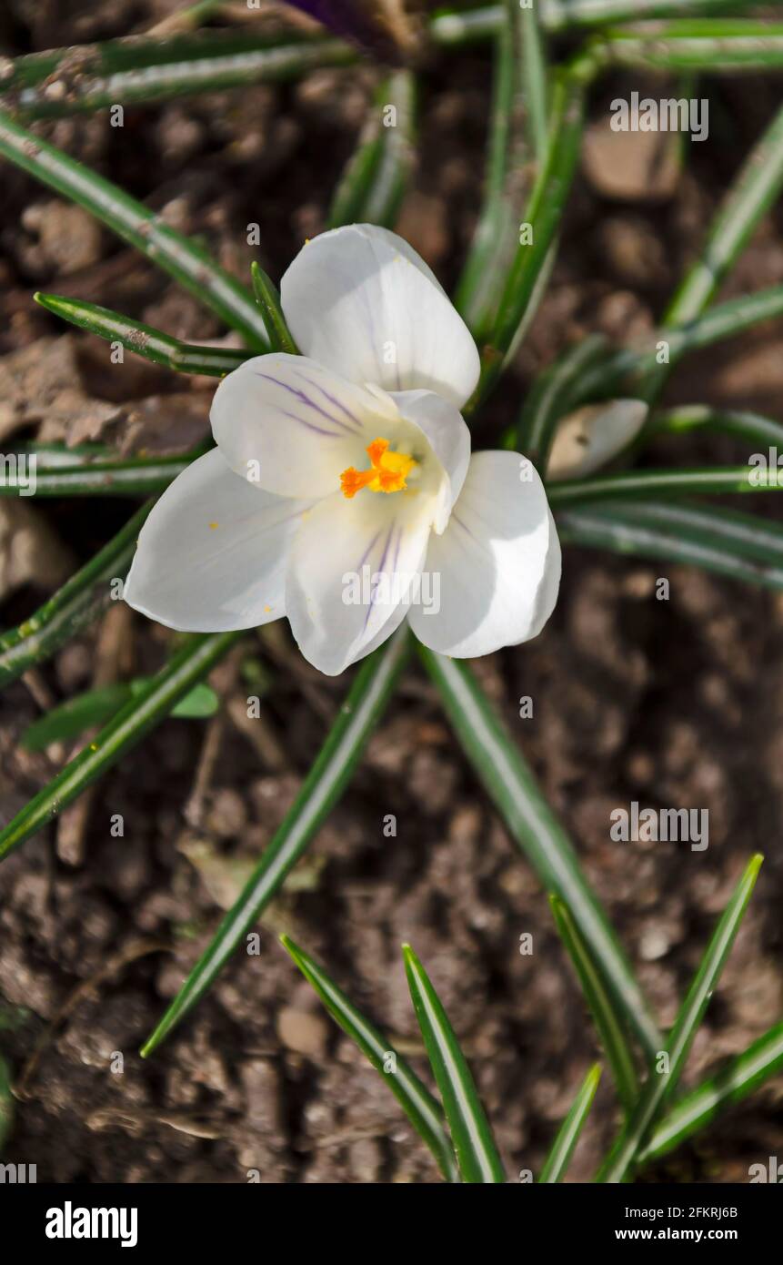White crocus garden hi-res stock photography and images - Alamy