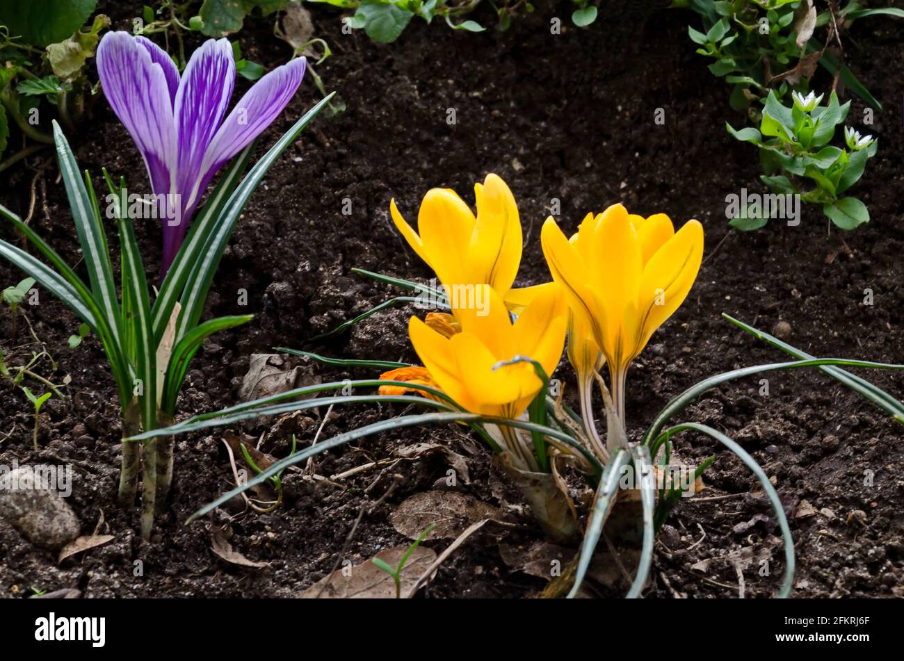 Beautiful spring yellow and purple crocuses in the garden, Sofia ...