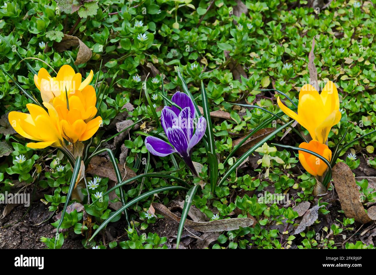 Beautiful spring yellow and purple crocuses in the garden, Sofia ...
