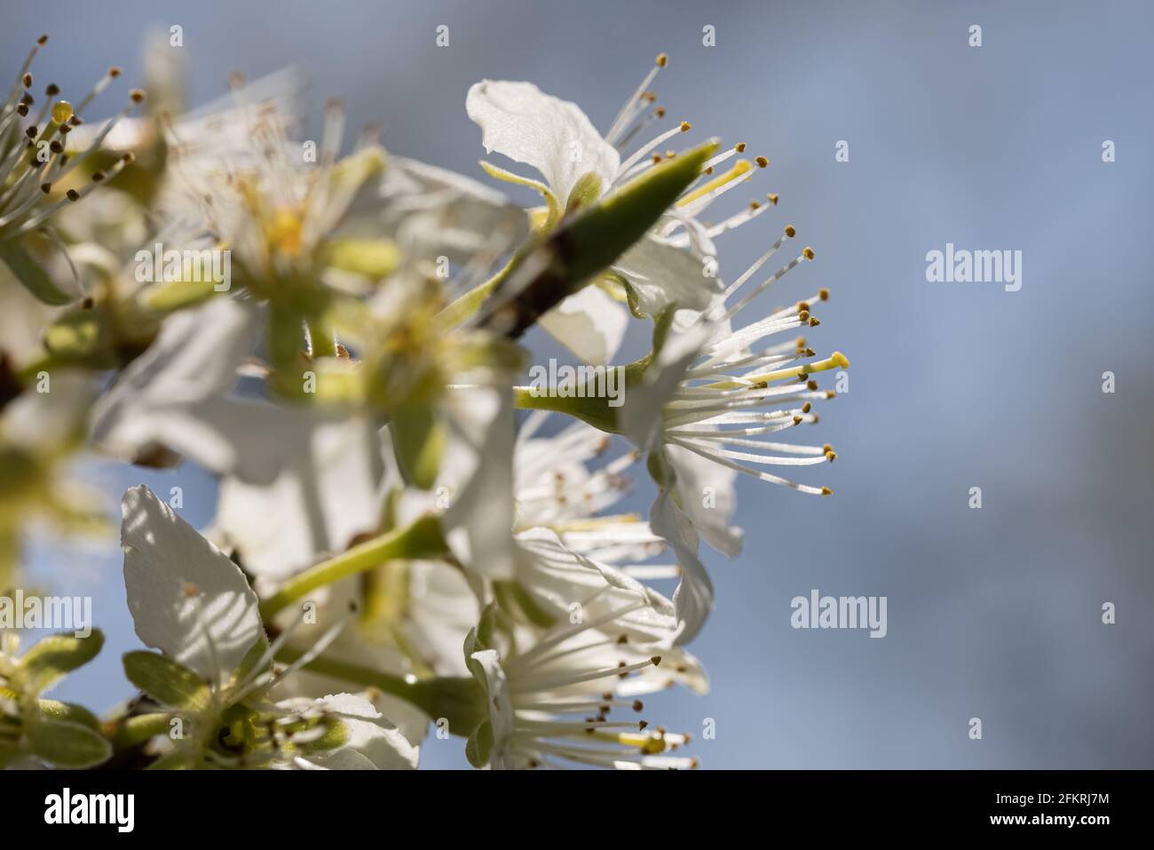 Bees in apple trees hi-res stock photography and images - Alamy