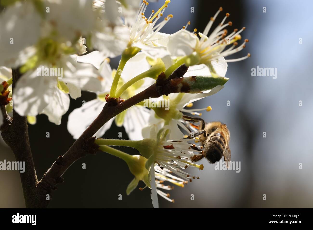 Blooming apple trees with bees in Germany Stock Photo - Alamy