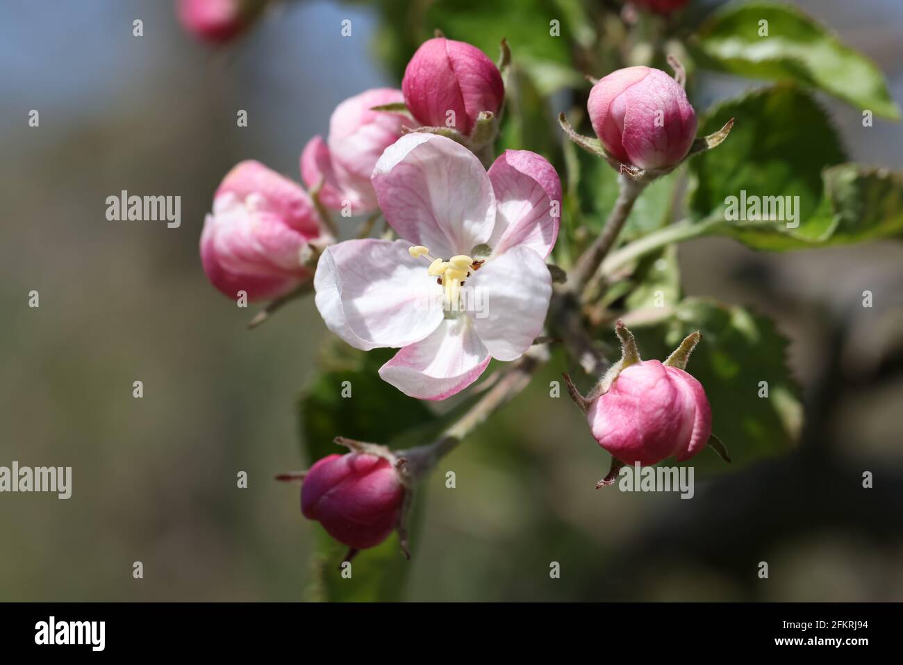 Blooming apple trees with bees in Germany Stock Photo - Alamy