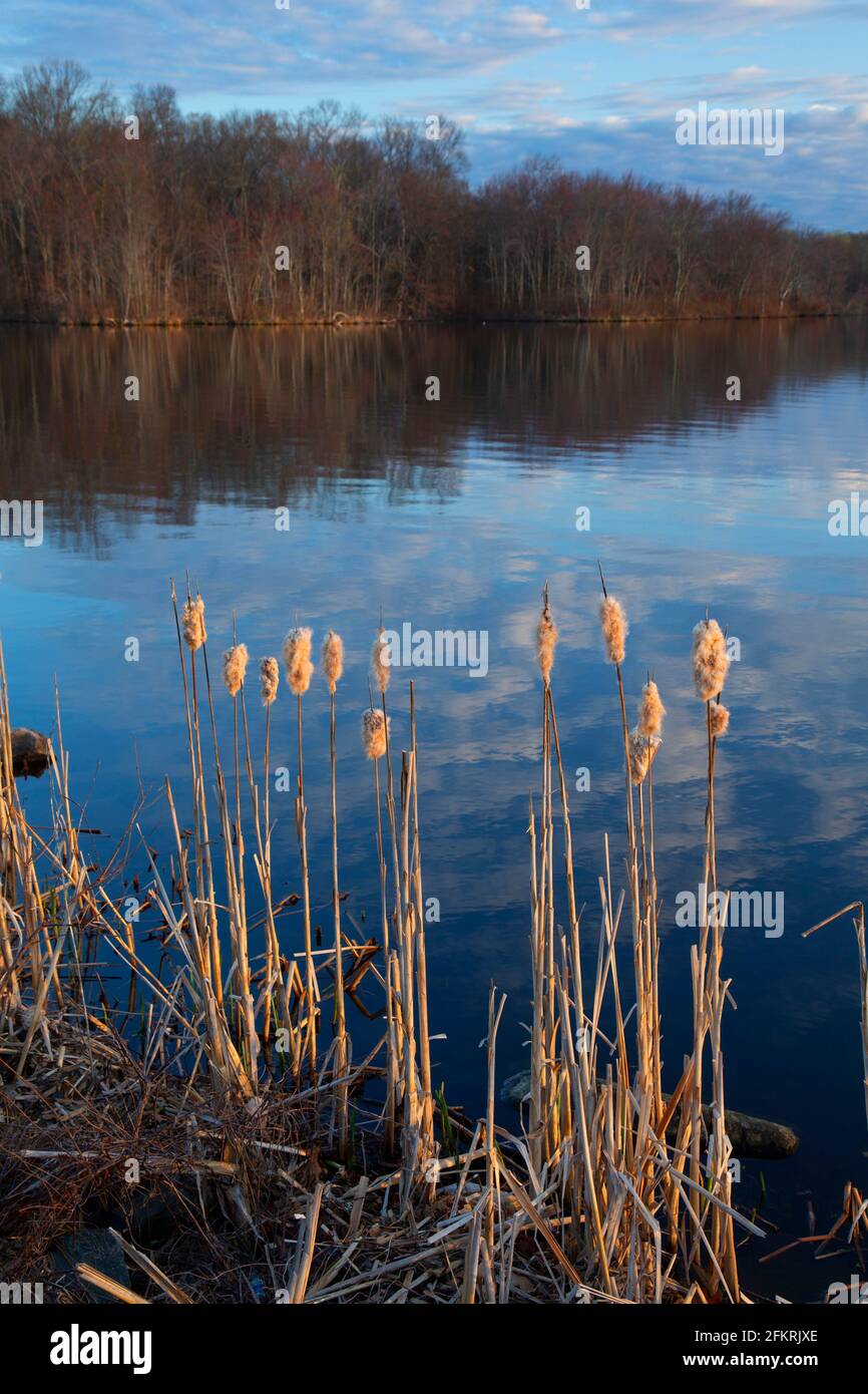 Batterson Park Pond with cattails, Batterson Park Pond State Boat ...