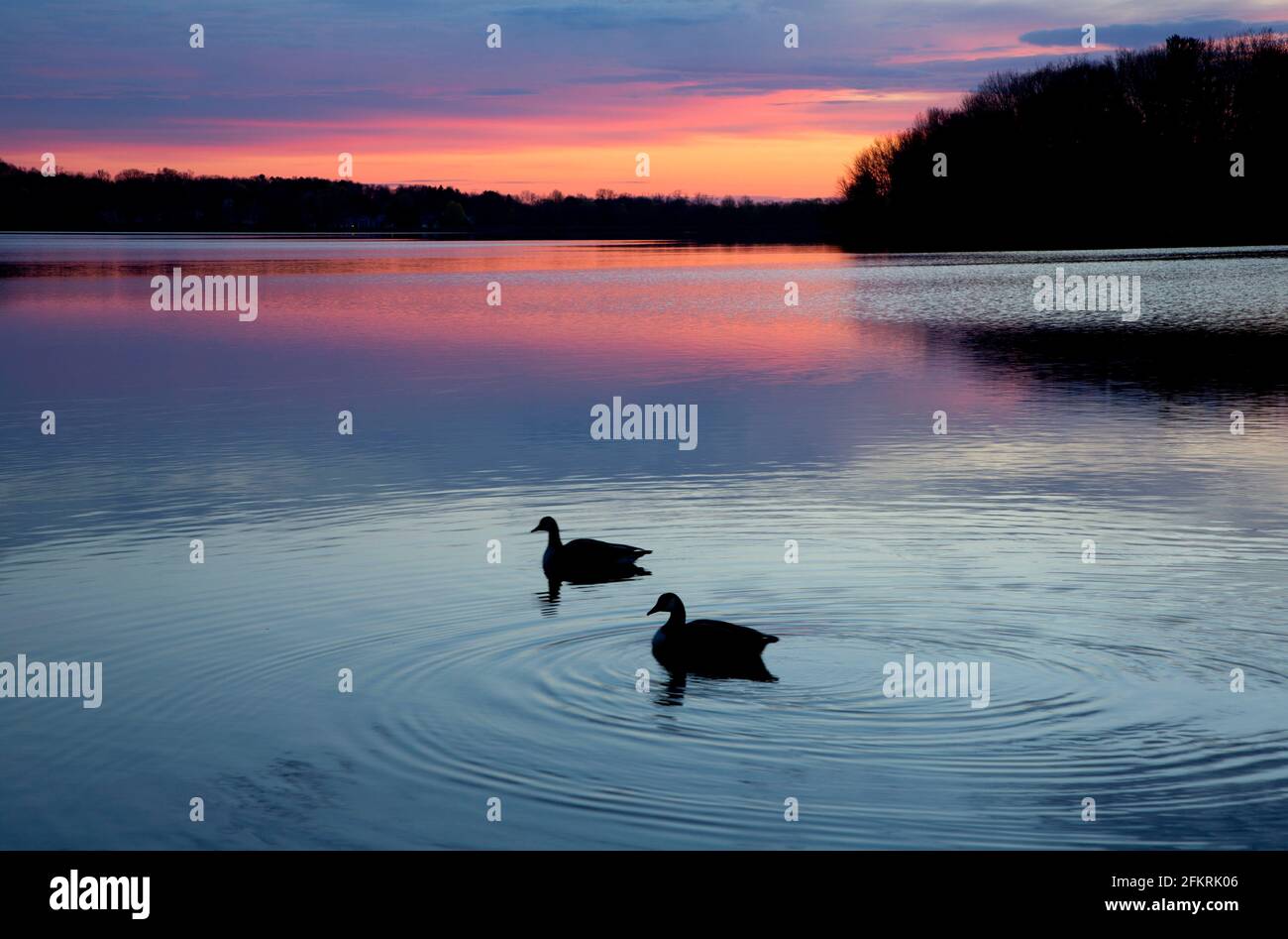 Batterson Park Pond dawn with goose, Batterson Park Pond State Boat ...