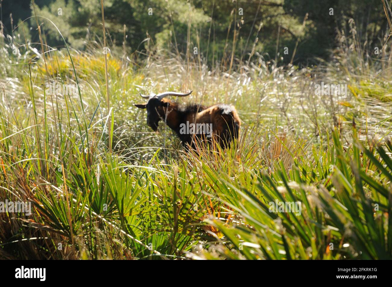 Capra verde hi-res stock photography and images - Alamy