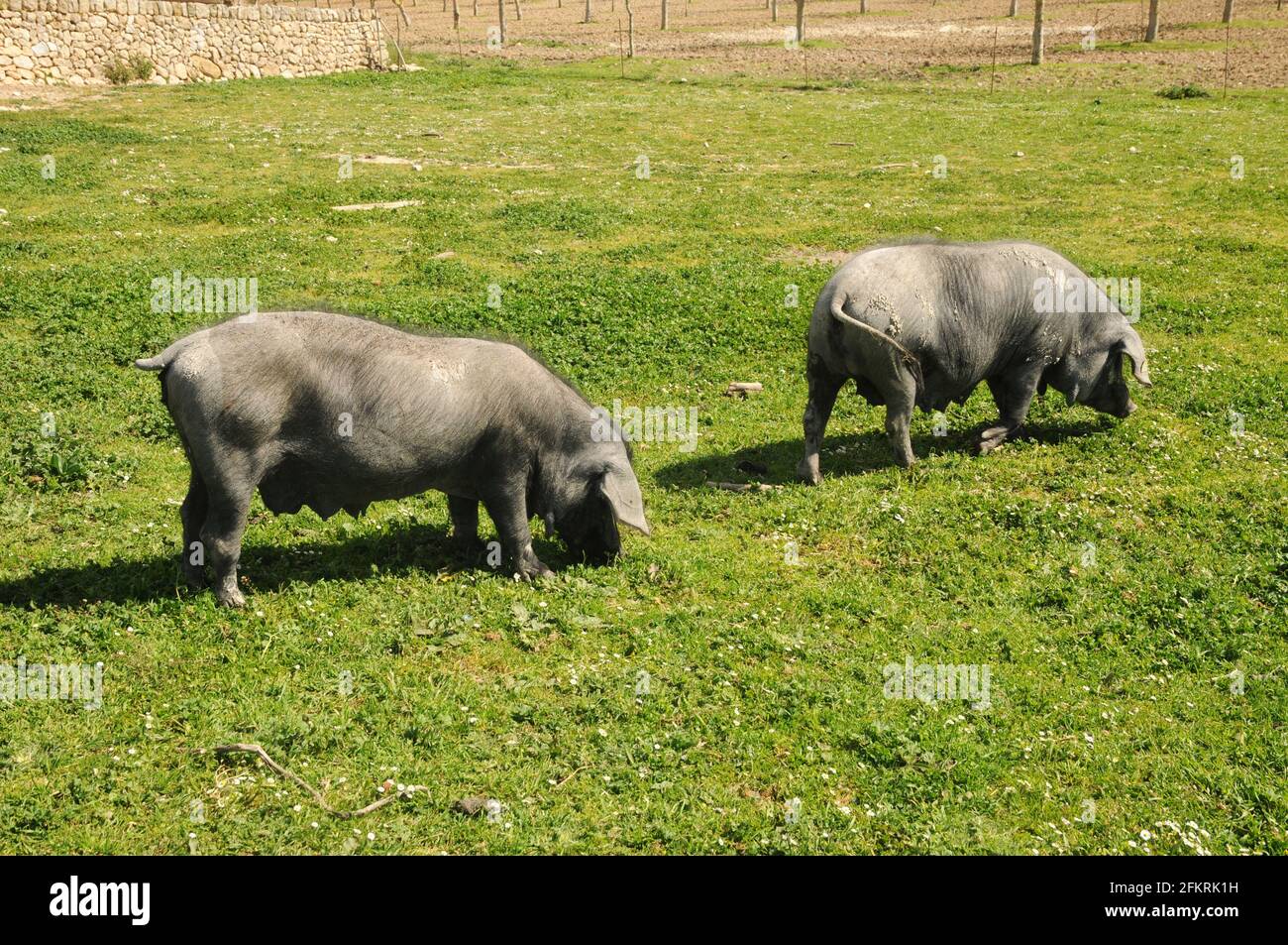 Cerdos de cerdo hi-res stock photography and images - Alamy