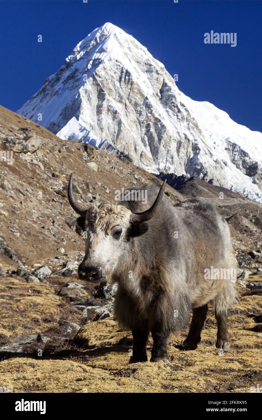 Mount everest base camp yak hi-res stock photography and images - Alamy