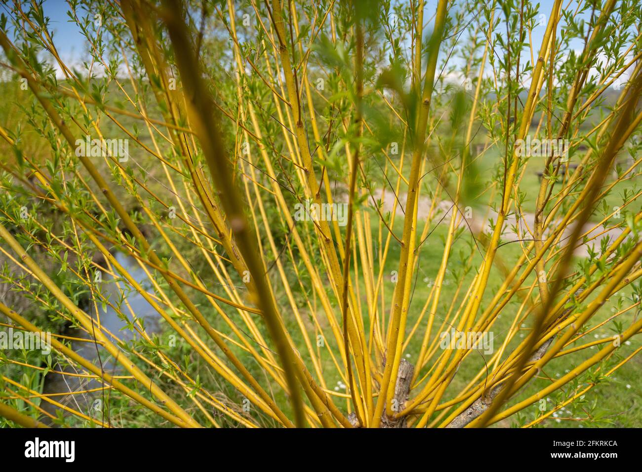 Colourful willow branches bright hi-res stock photography and images ...