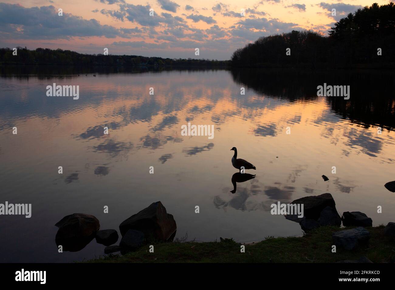 Batterson Park Pond dawn with goose, Batterson Park Pond State Boat ...