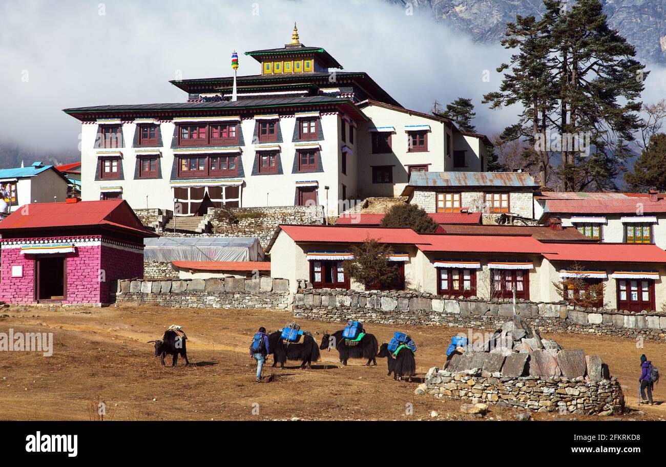 Tengboche Monastery, the best monastery in Khumbu valley and yaks, trek ...
