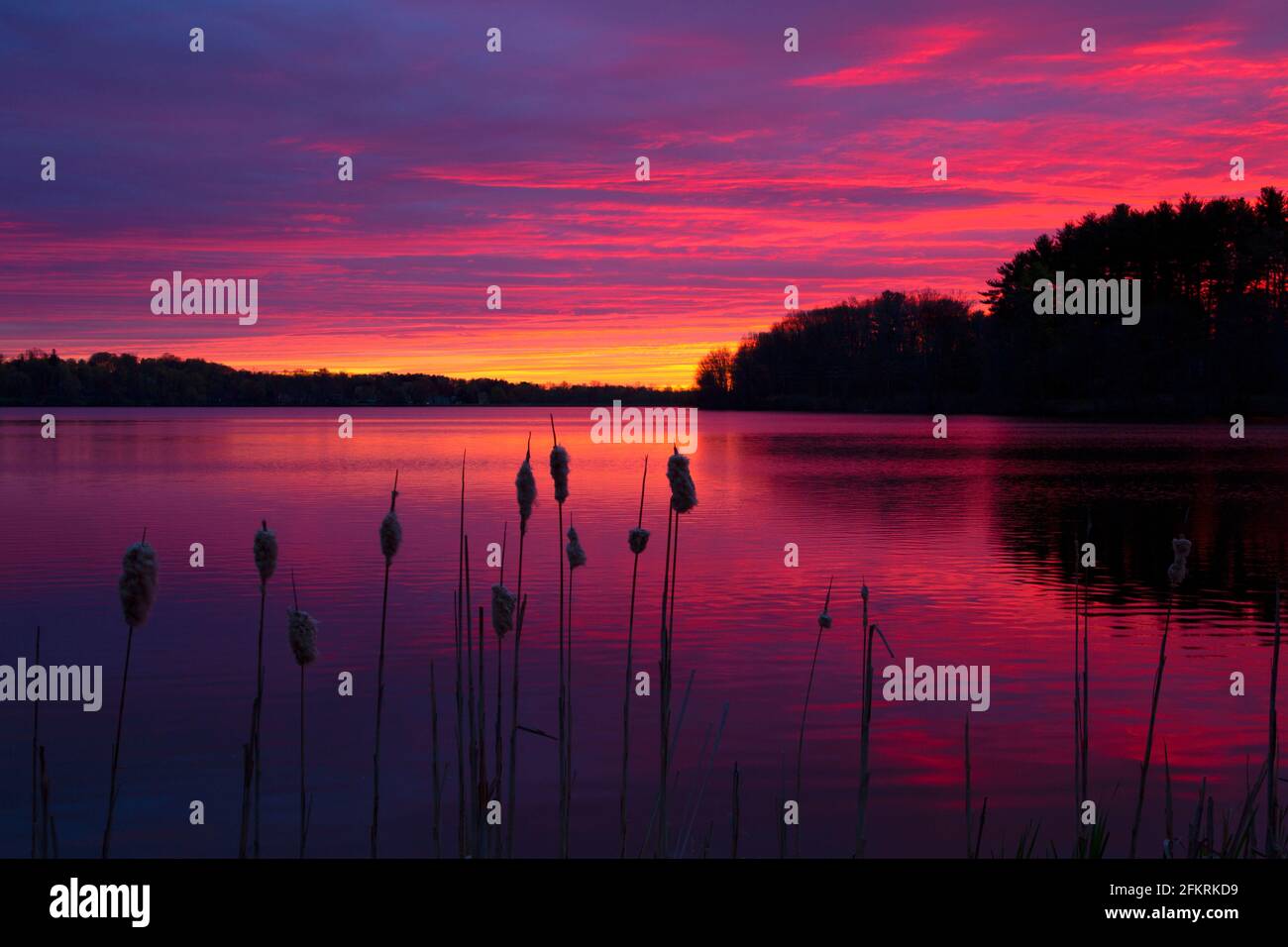 Batterson Park Pond dawn with cattails, Batterson Park Pond State Boat ...