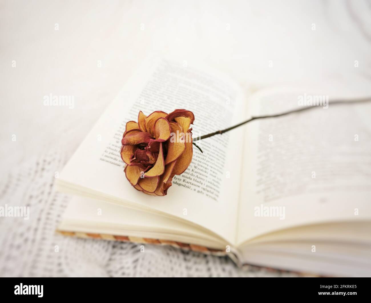 Closeup shot of an open book with beads and a beautiful dried flower ...