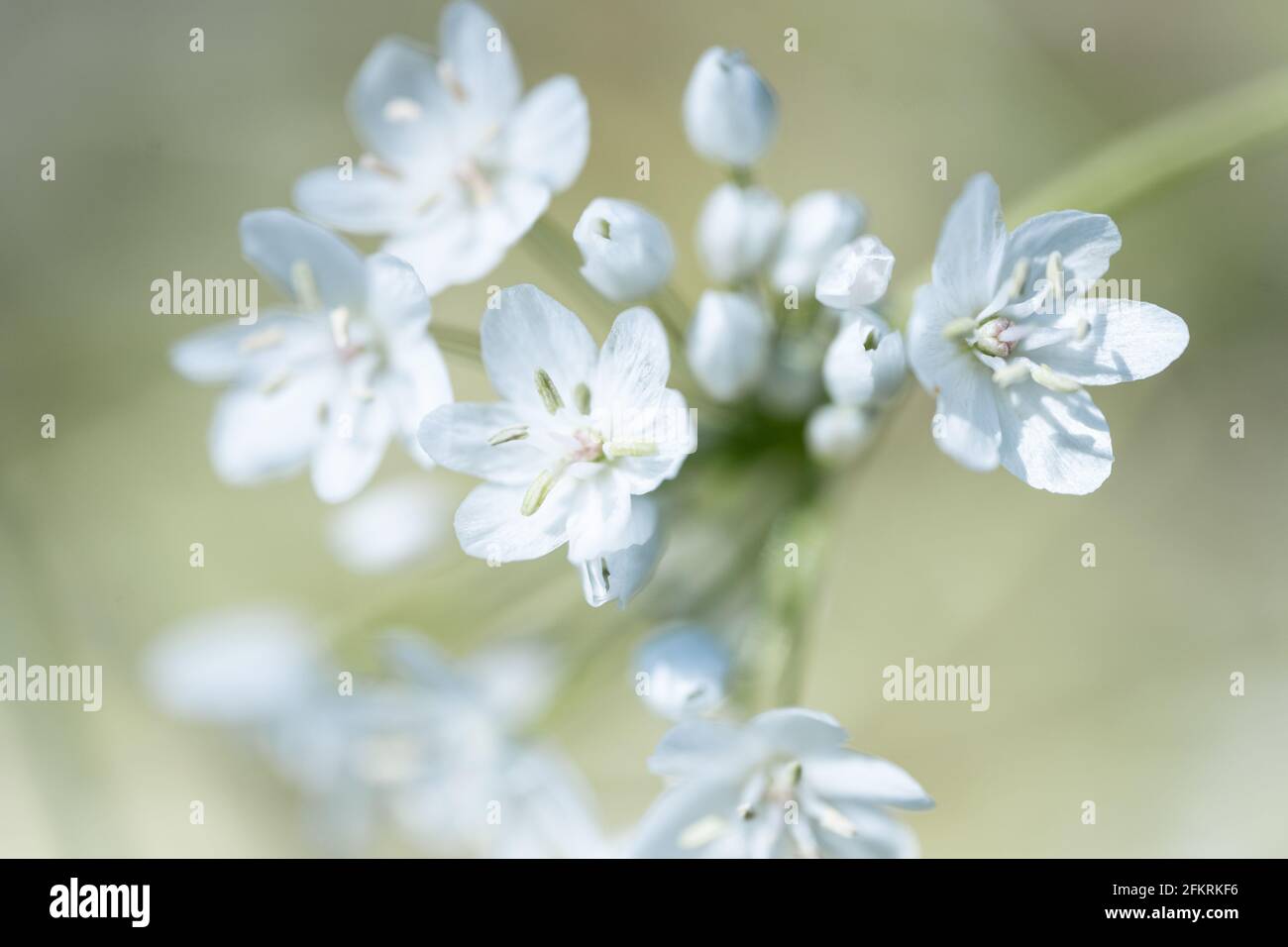 Delicate white wildflowers blooming in soft focus spring countryside ...