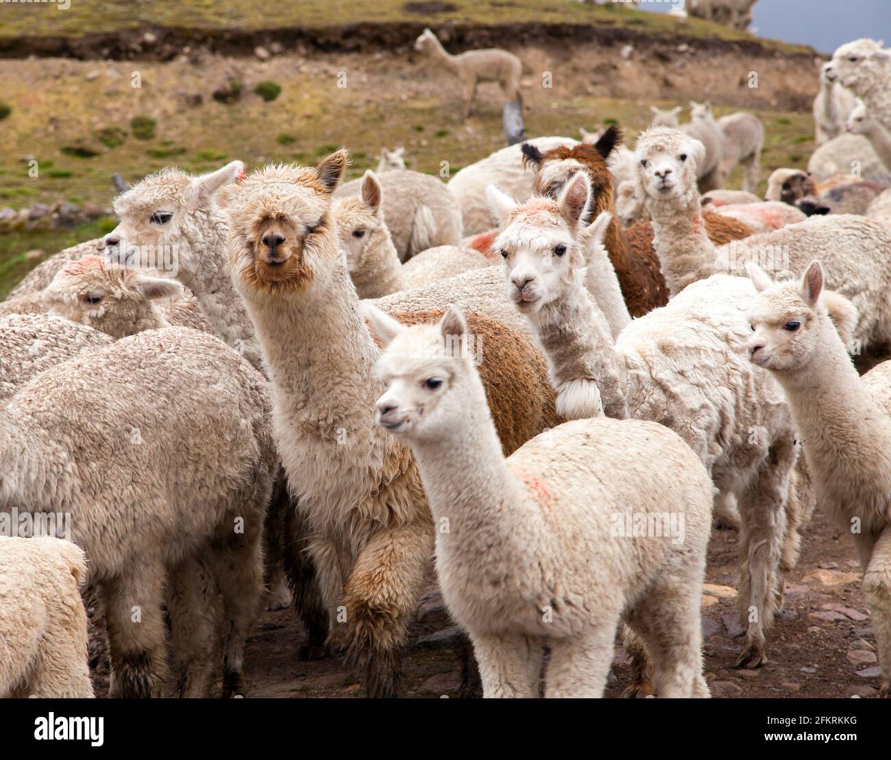 llama or lama, group of lamas on pastureland, Andes mountains, Peru ...