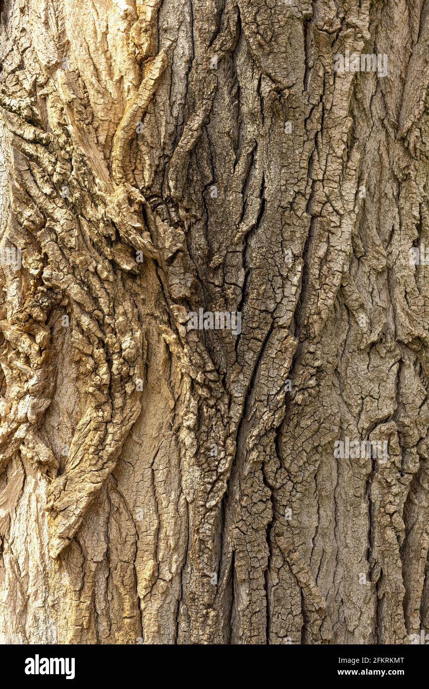 A vertical close-up shot of textured bark on a tree Stock Photo - Alamy