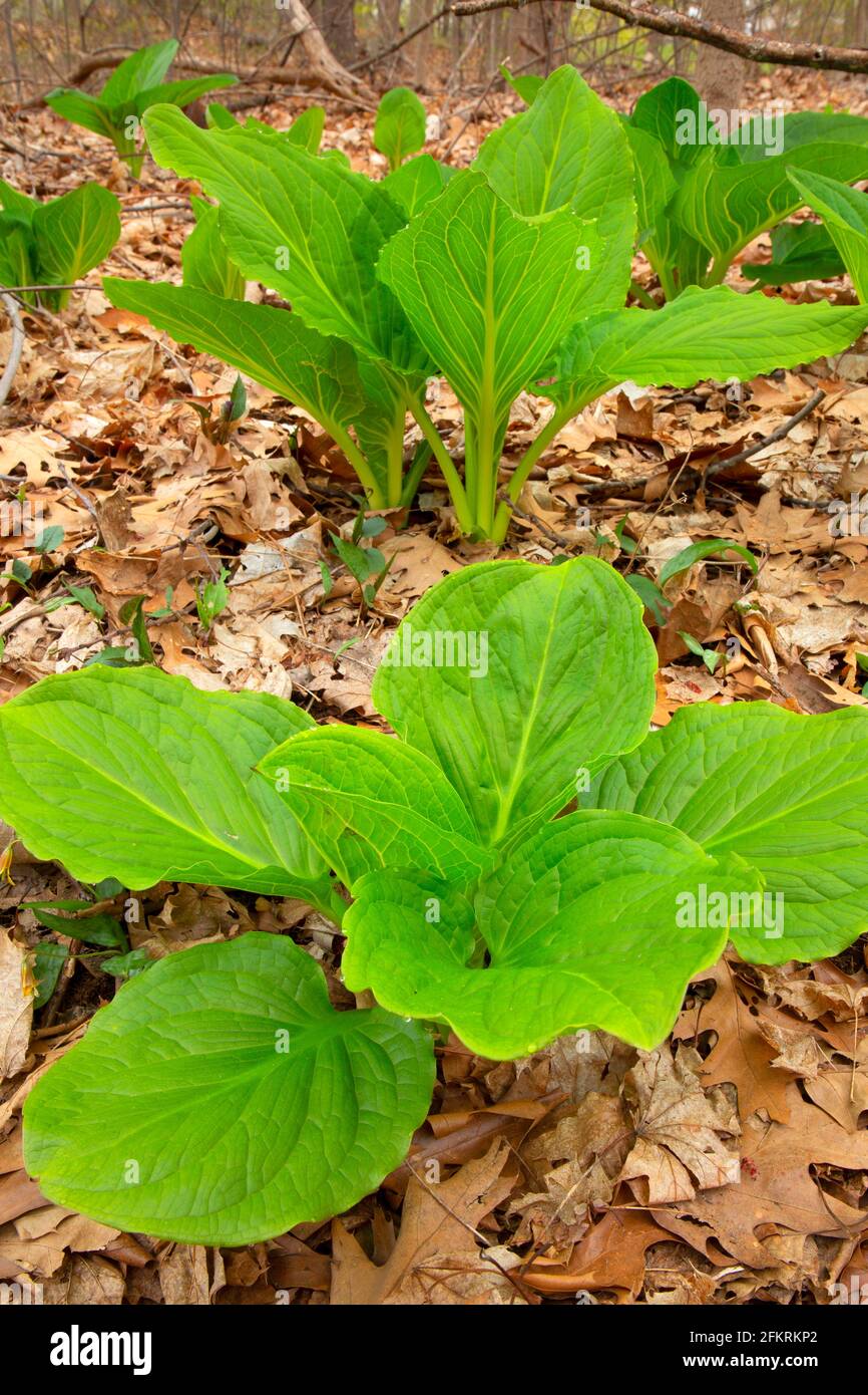 Eastern skunk cabbage (Symplocarpus foetidus), Stanley Quarter Park ...