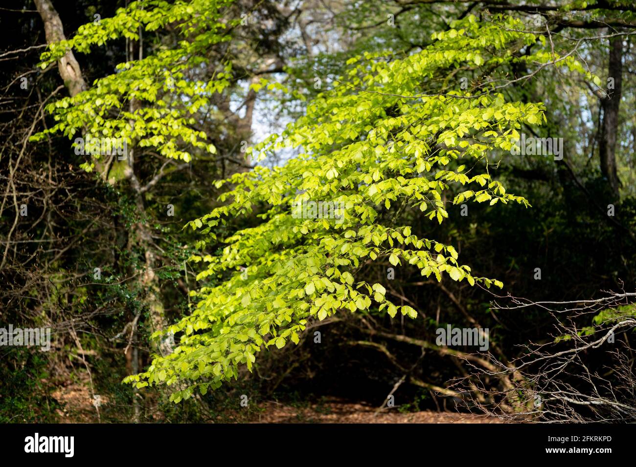 Canopy trees spring leaves hi-res stock photography and images - Alamy