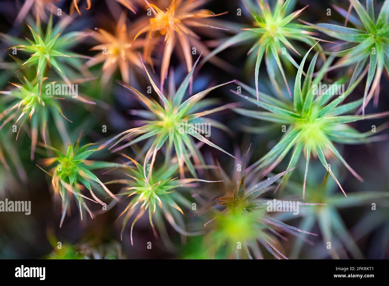 Colourful star-shaped moss seed heads with delicate spiky formations in ...