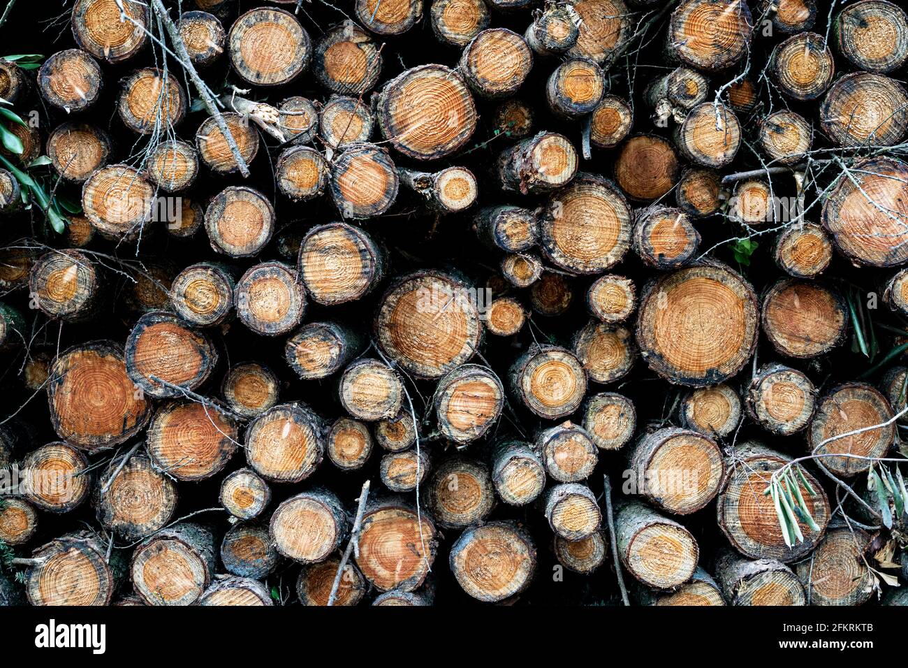 Wood tree cut circular hi-res stock photography and images - Alamy