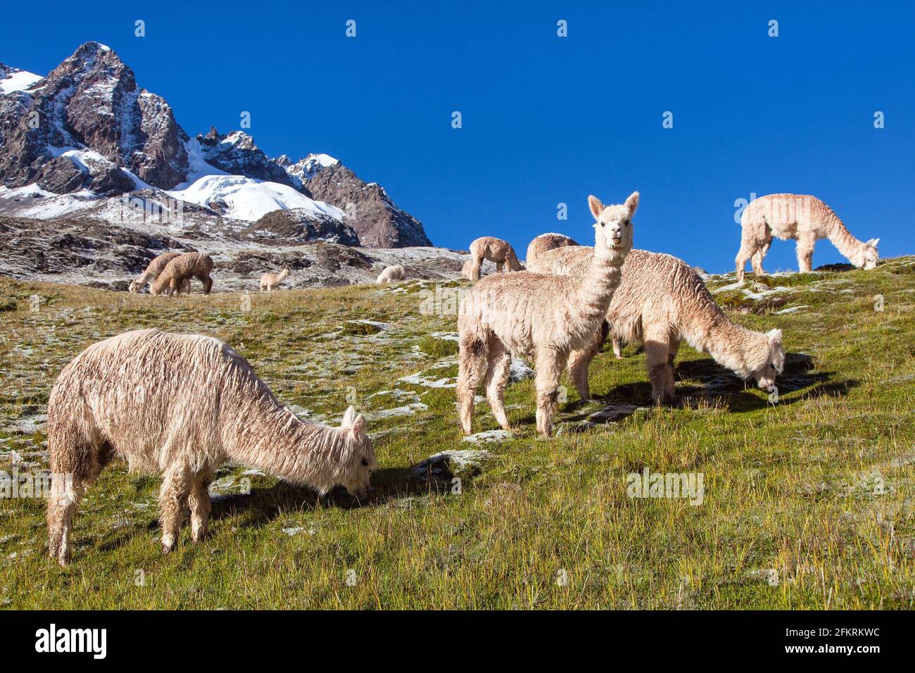Lamas peru hi-res stock photography and images - Alamy