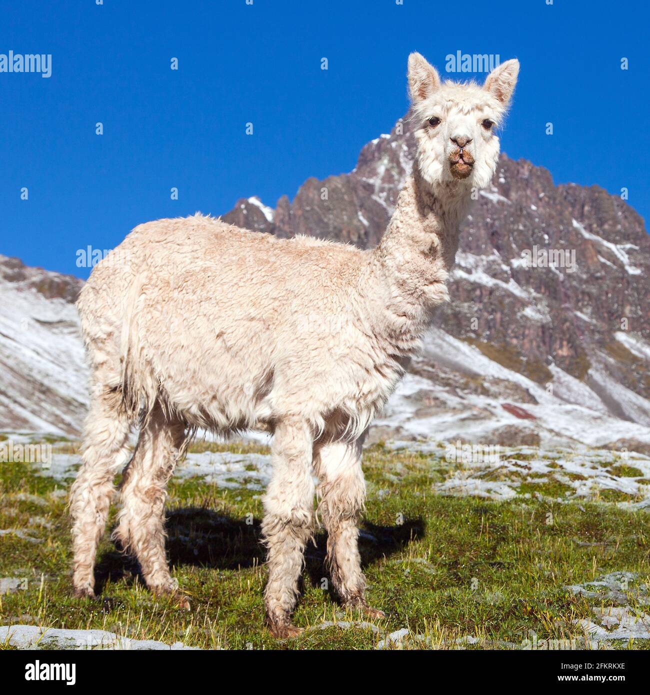 llama or lama on snowy mountain, Peruvian Andes mountais Stock Photo ...