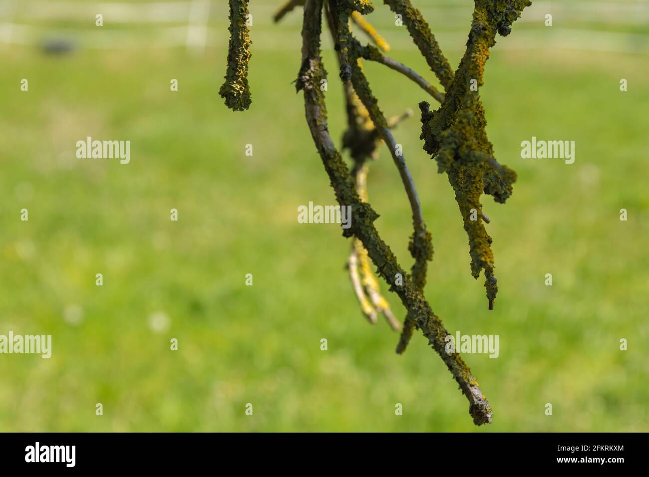 Fresh twigs of a tree on a blurred green background Stock Photo - Alamy