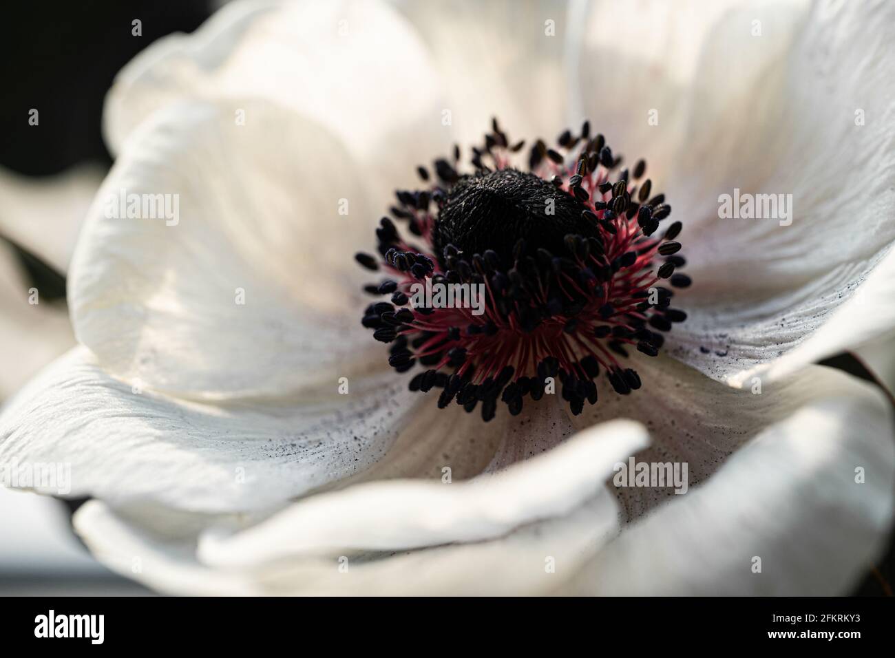 Close-up of white anemone flower with dark centre and stamens in macro ...